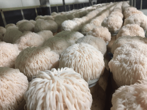 Mushrooms Magnify Memory by Boosting Nerve Growth – NanoApps Medical ...