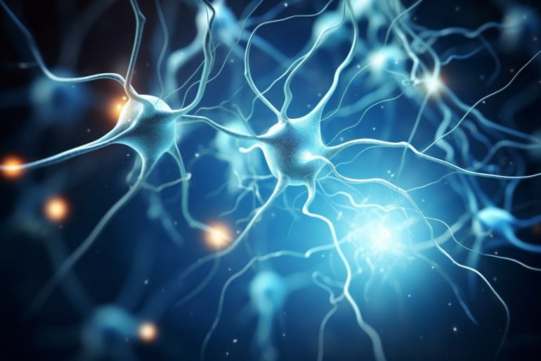 Golgi Apparatus Influences Brain Development - Neuroscience News