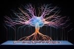 Mapping the Brain: The Largest Neuron Projectome Unveiled ...