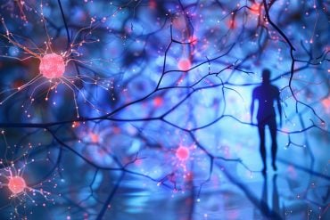Unlocking the Brain's Memory Puzzle with New Neural Model ...