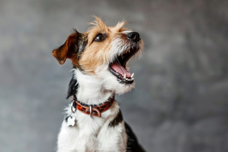 AI Decodes Dog Barks: Playful or Aggressive? - Neuroscience News