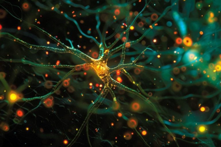 Neurons Show Unique Responses to Electrical Stimulation - Neuroscience News
