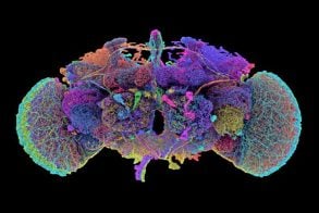 First Full Brain Map of Adult Fruit Fly Created - Neuroscience News