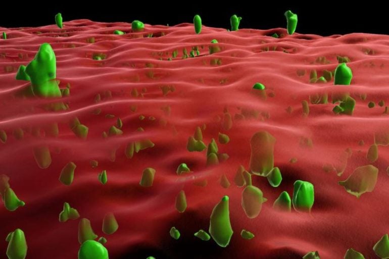 Lipid Anchors Hold Key to Preventing Protein Aggregation in Prion ...