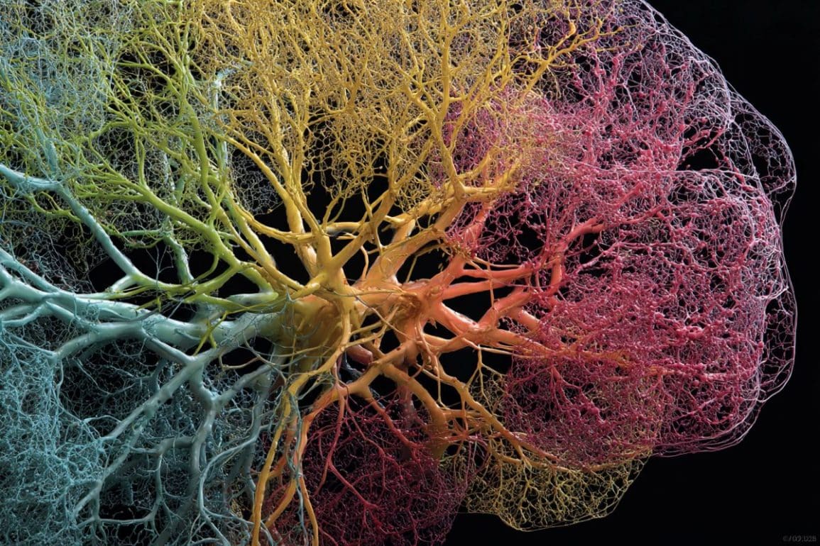 Brain-Targeted mRNA Delivery Breaks the Blood-Brain Barrier ...