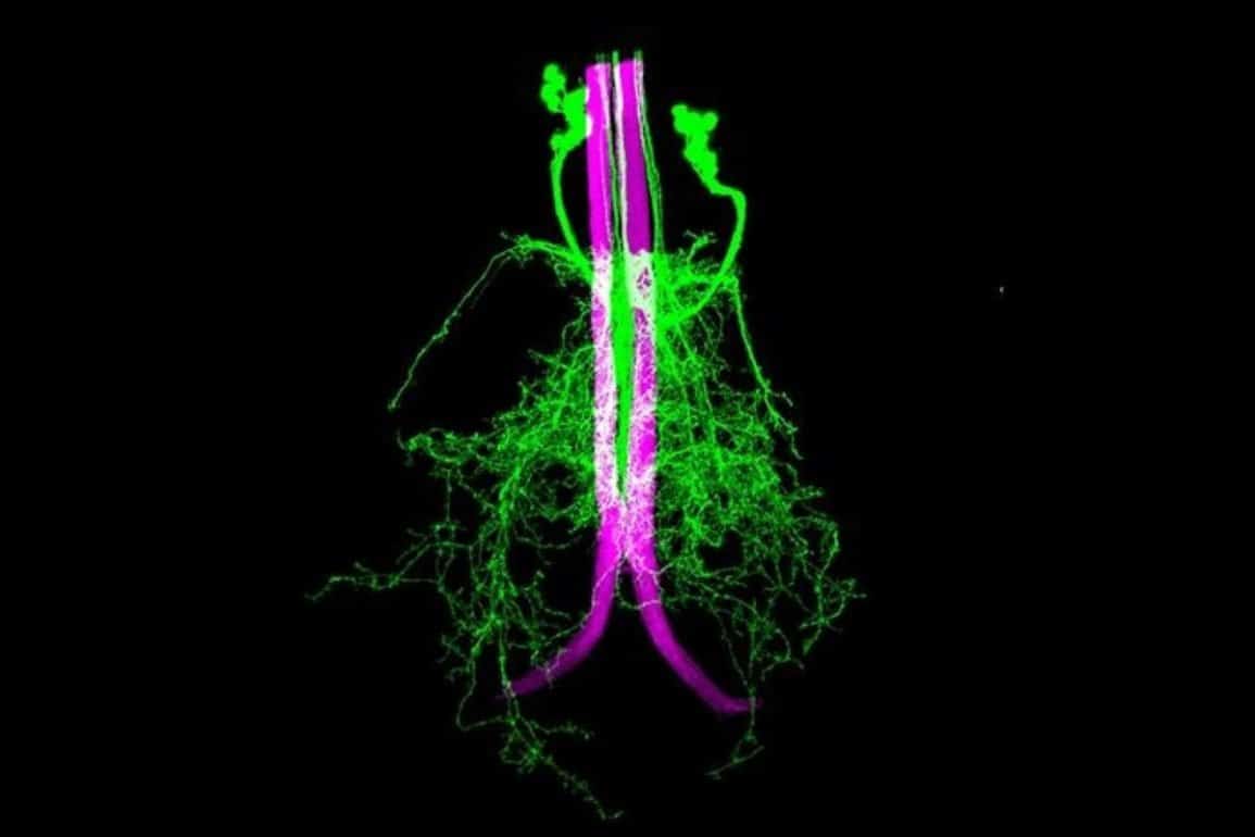 Axo-Axonic Synapses Drive Split-Second Fly Escape Reflexes ...