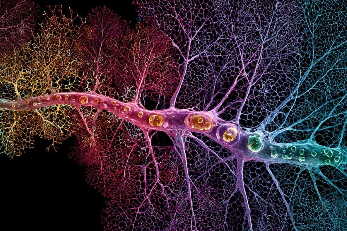 Devil in the Details: The Visual World of Prosopometamorphopsia ...