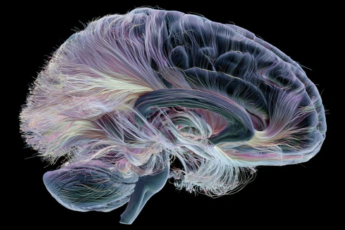 New Brain Map Reveals Deep Roots of Vertebrate Intelligence ...