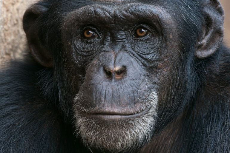 Great Apes Shatter Human Models of Social Intelligence - Neuroscience News